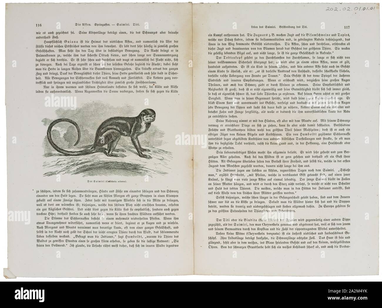 Callithrix sciurea immagini e fotografie stock ad alta risoluzione - Alamy