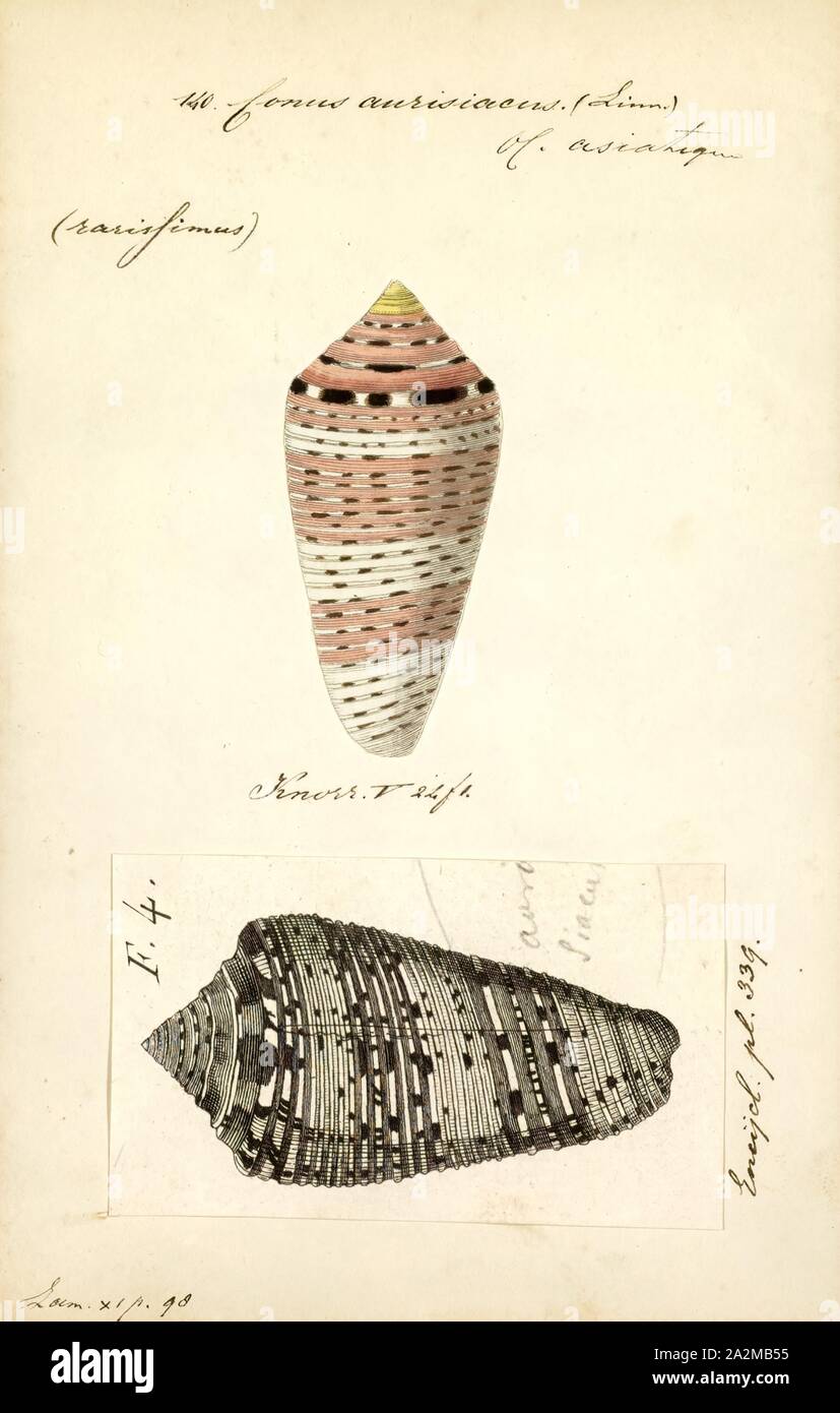 Conus aurisiacus, Stampa, Conus aurisiacus, nome comune il cono ...