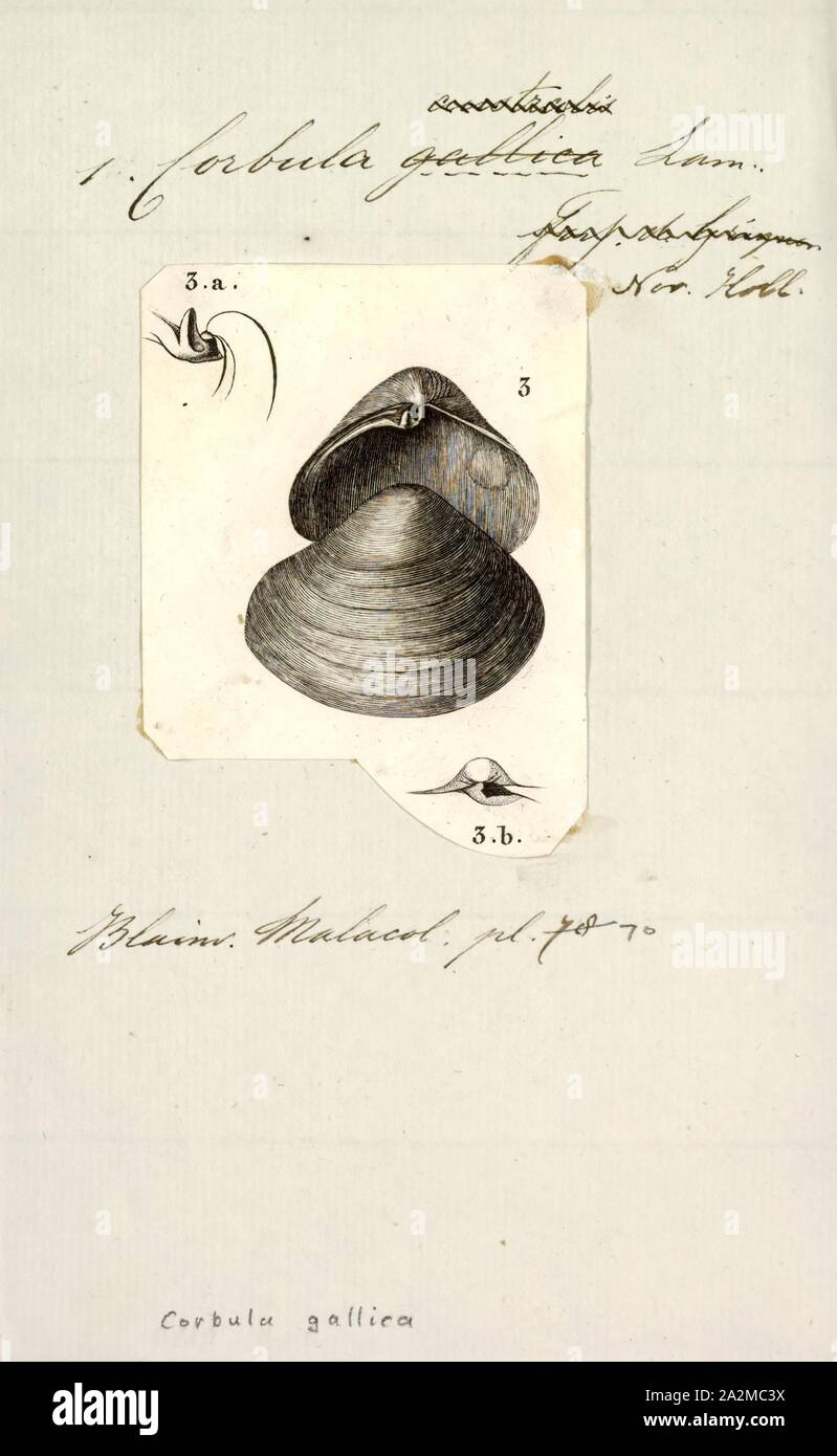 Corbula gallica immagini e fotografie stock ad alta risoluzione - Alamy