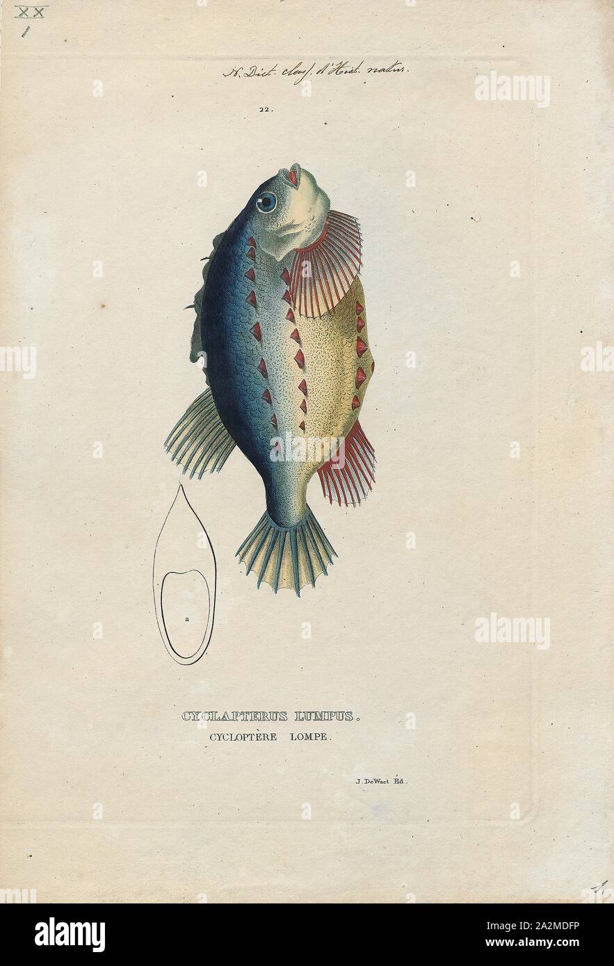 Rare fish species immagini e fotografie stock ad alta risoluzione - Alamy