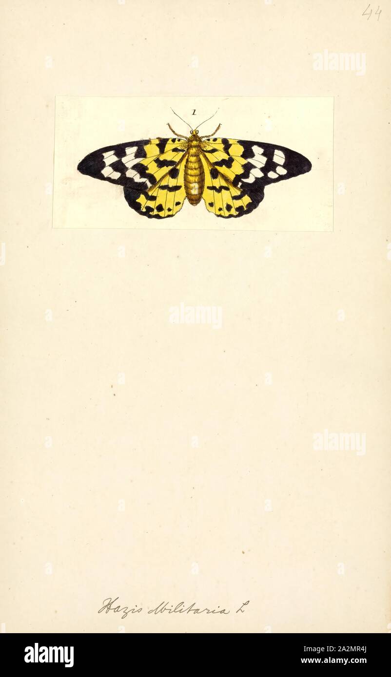 Falene falene tigre immagini e fotografie stock ad alta risoluzione - Alamy