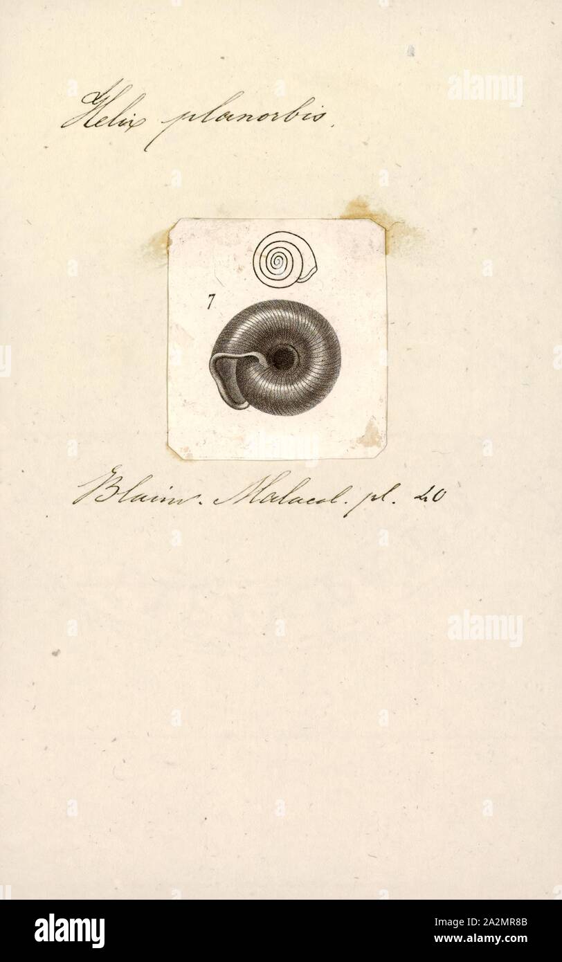 Planorbis planorbis immagini e fotografie stock ad alta risoluzione - Alamy