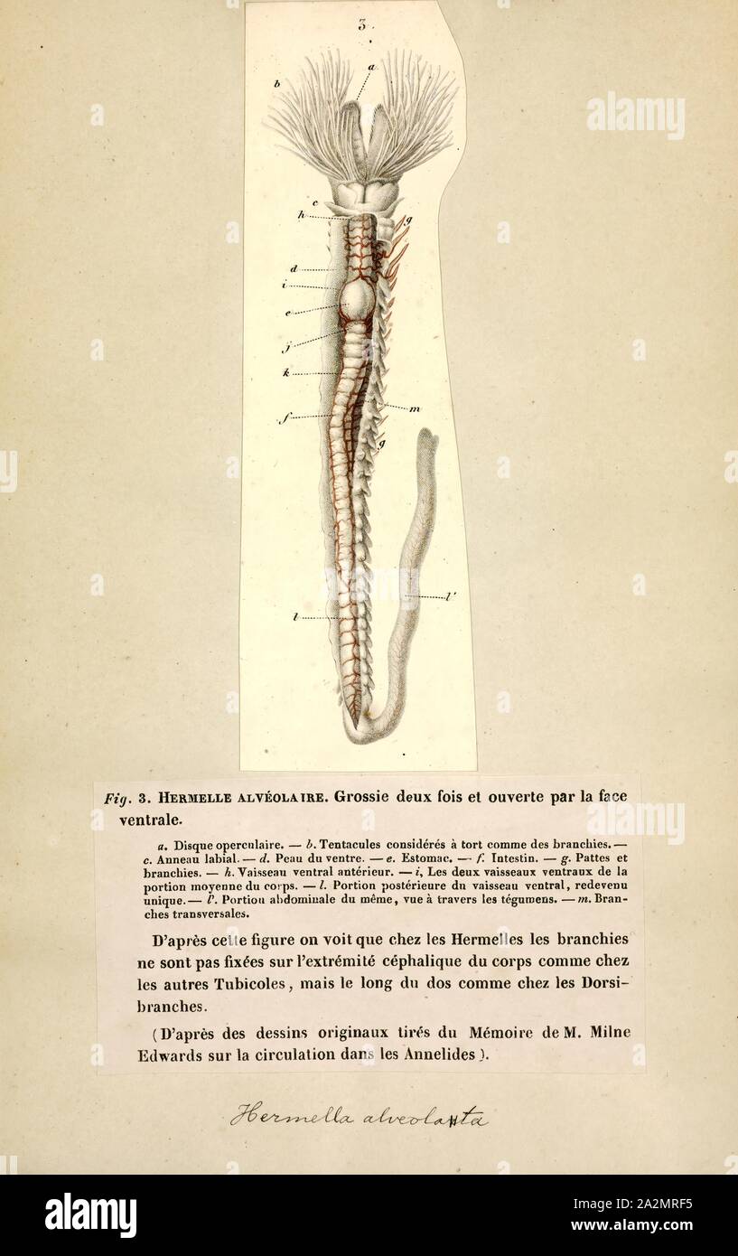 Hermella alveolata immagini e fotografie stock ad alta risoluzione - Alamy