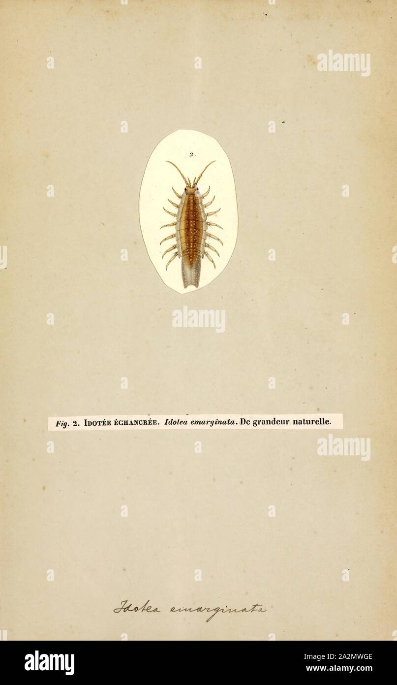 Idotea emarginata immagini e fotografie stock ad alta risoluzione - Alamy