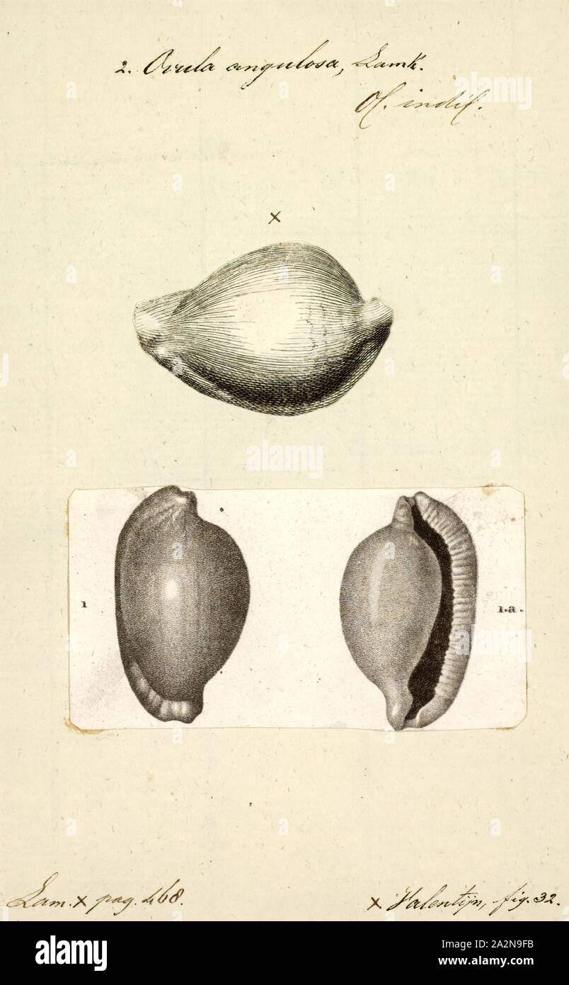 Ovula angulosa immagini e fotografie stock ad alta risoluzione - Alamy