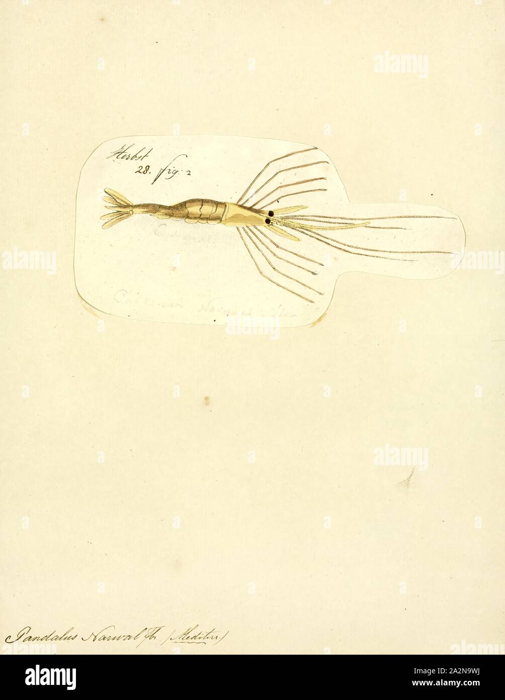 Pandalus narwal immagini e fotografie stock ad alta risoluzione - Alamy