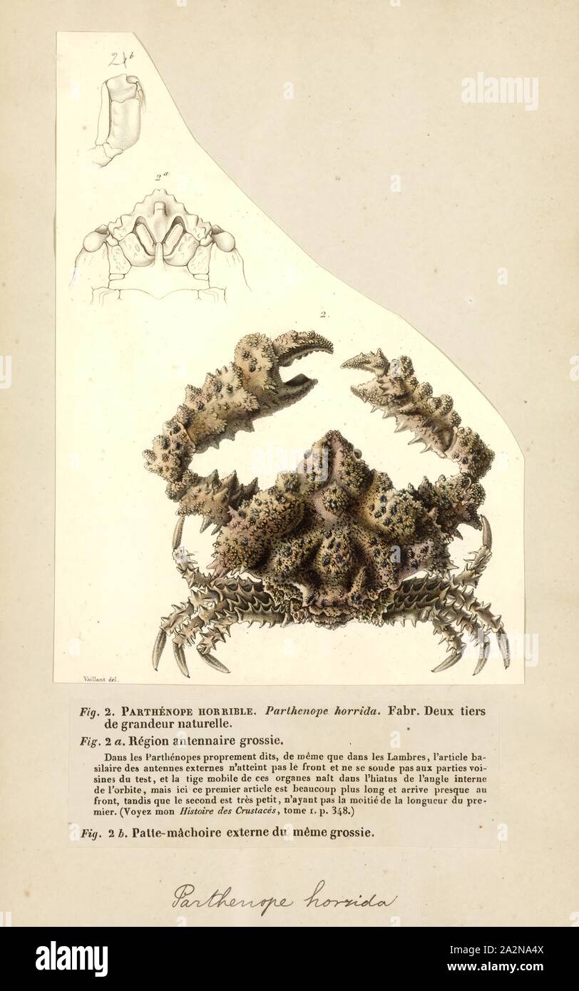 Famiglia partenopide immagini e fotografie stock ad alta risoluzione ...