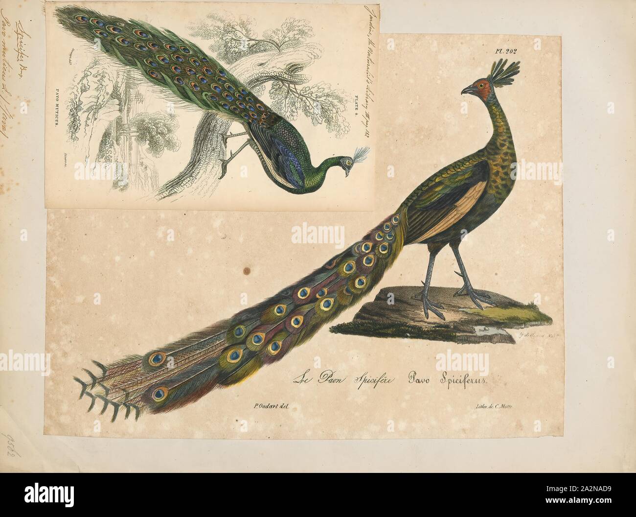 Pavo cristatus muticus immagini e fotografie stock ad alta risoluzione ...
