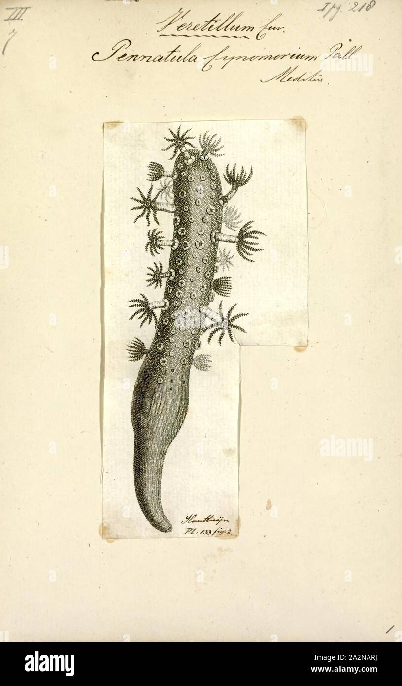 Pennatula cynomorium immagini e fotografie stock ad alta risoluzione ...