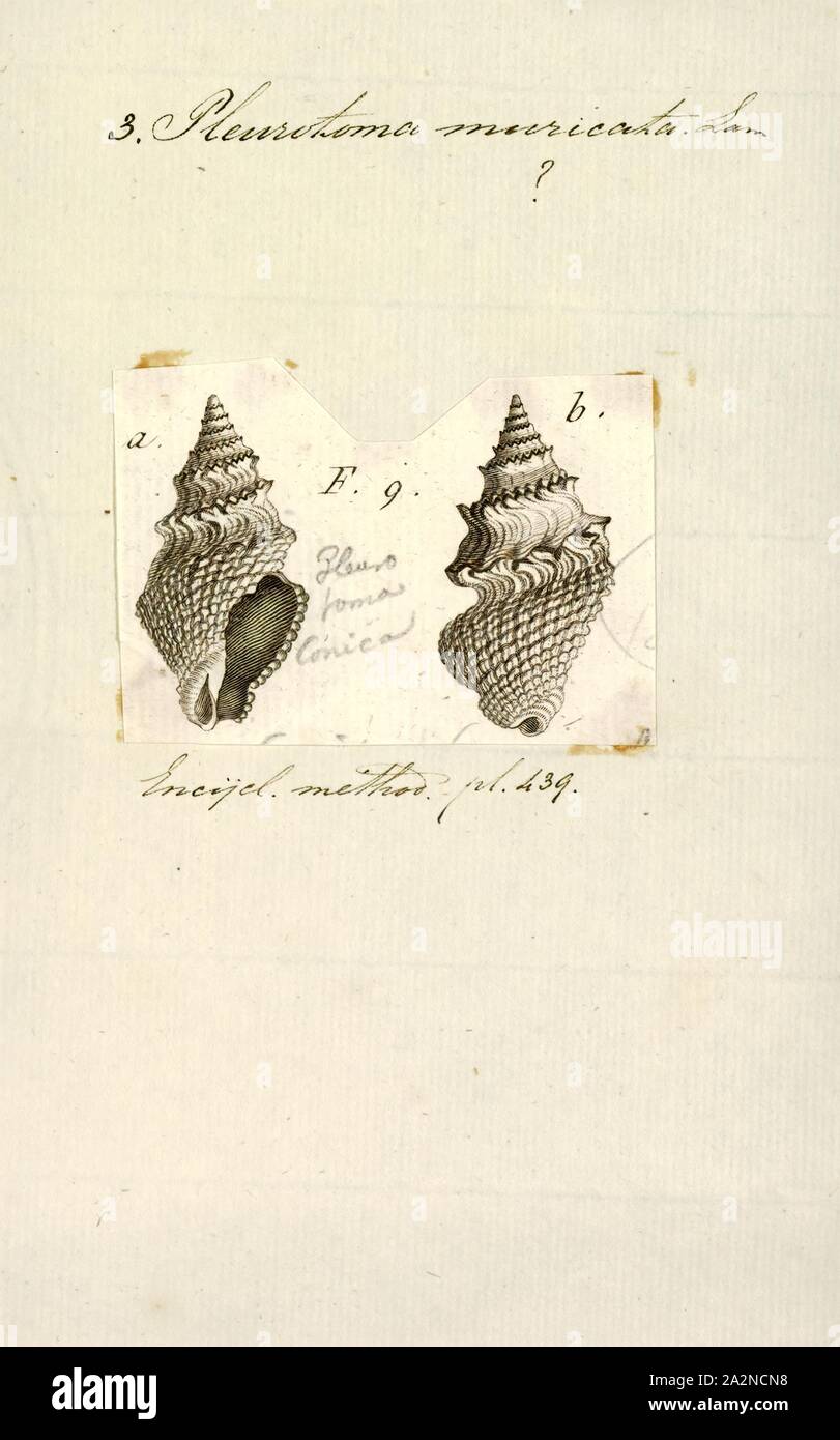 Clavatula muricata immagini e fotografie stock ad alta risoluzione - Alamy