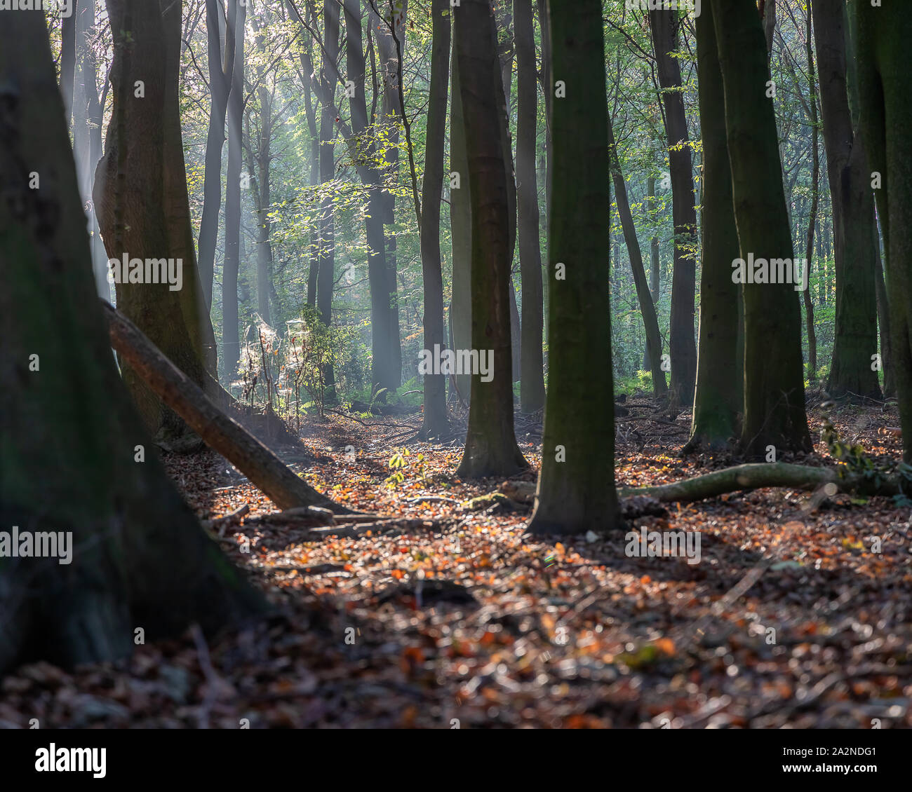 Alto bosco verticale foresta verde sole immagini e fotografie stock ad ...