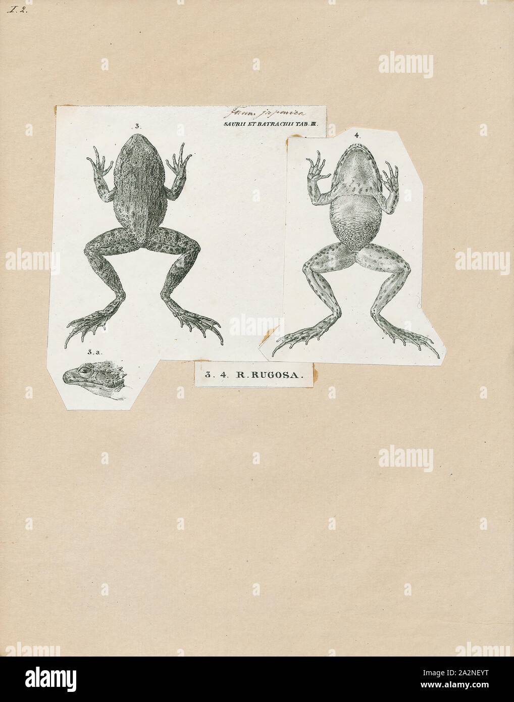 Vero rana nativo immagini e fotografie stock ad alta risoluzione - Alamy