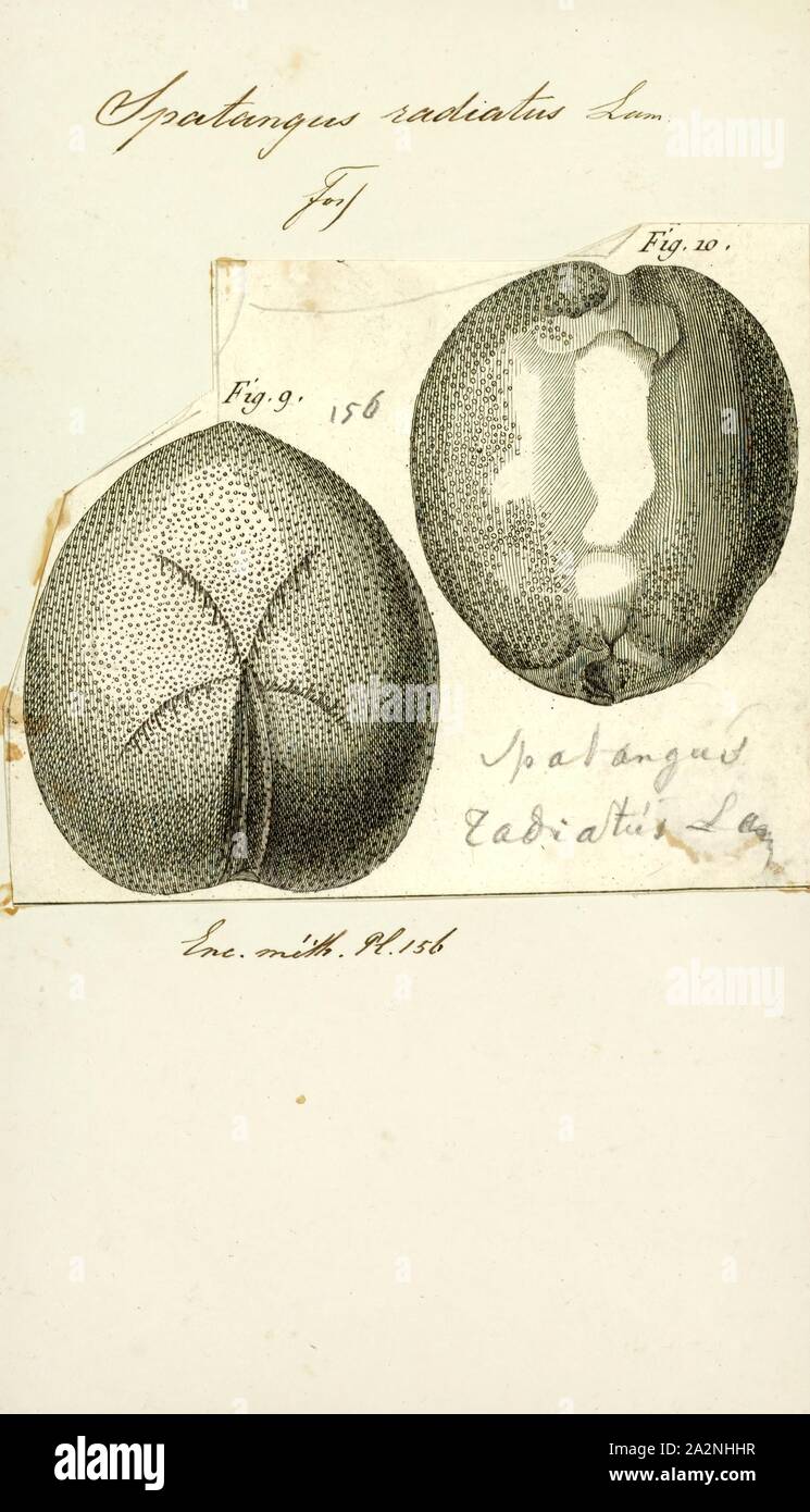 Spatangus radiatus immagini e fotografie stock ad alta risoluzione - Alamy