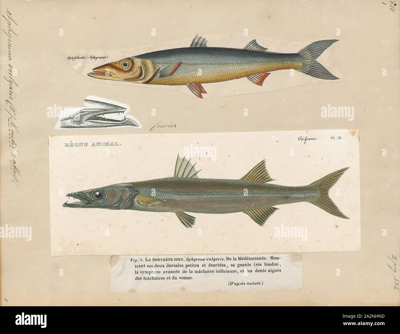 Sphyraena vulgaris immagini e fotografie stock ad alta risoluzione - Alamy