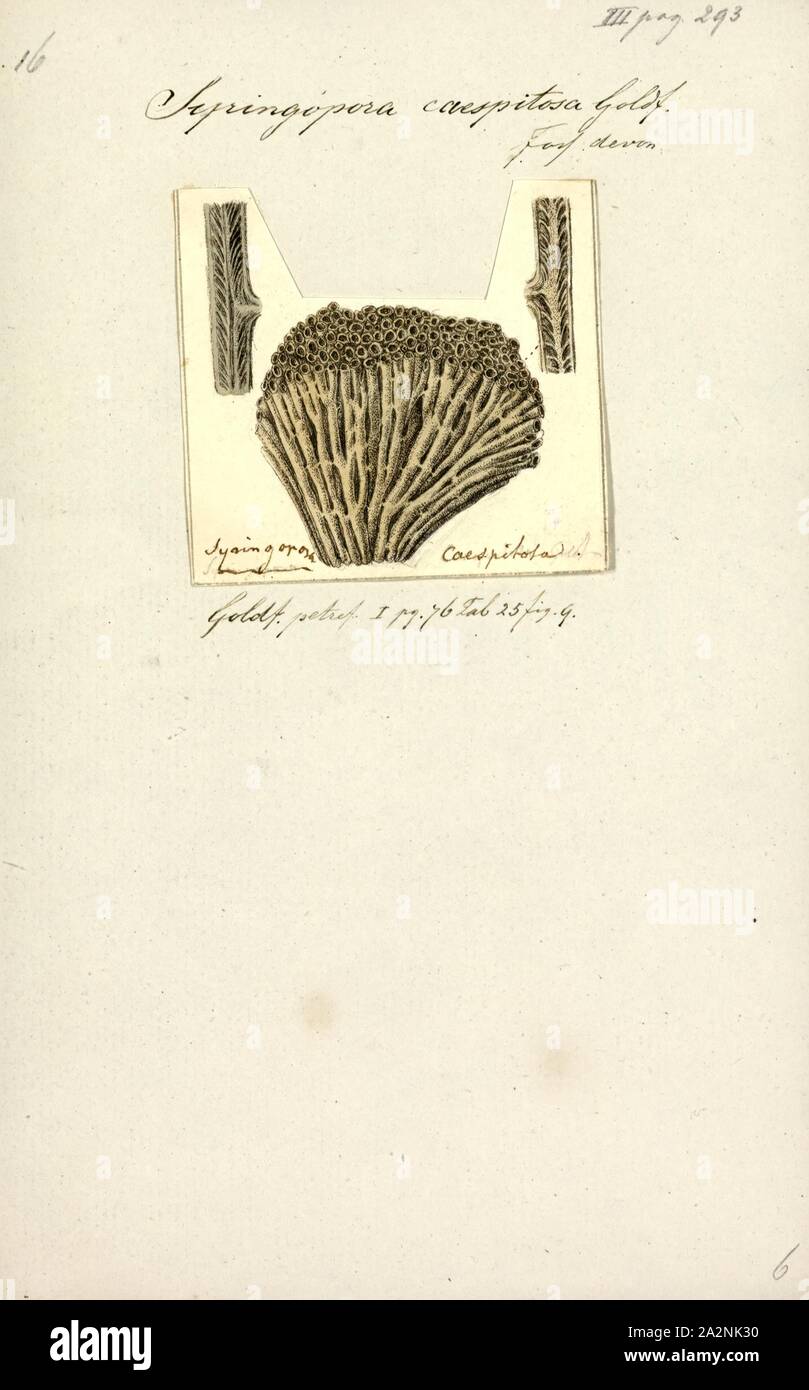 Syringopora caespitosa immagini e fotografie stock ad alta risoluzione ...