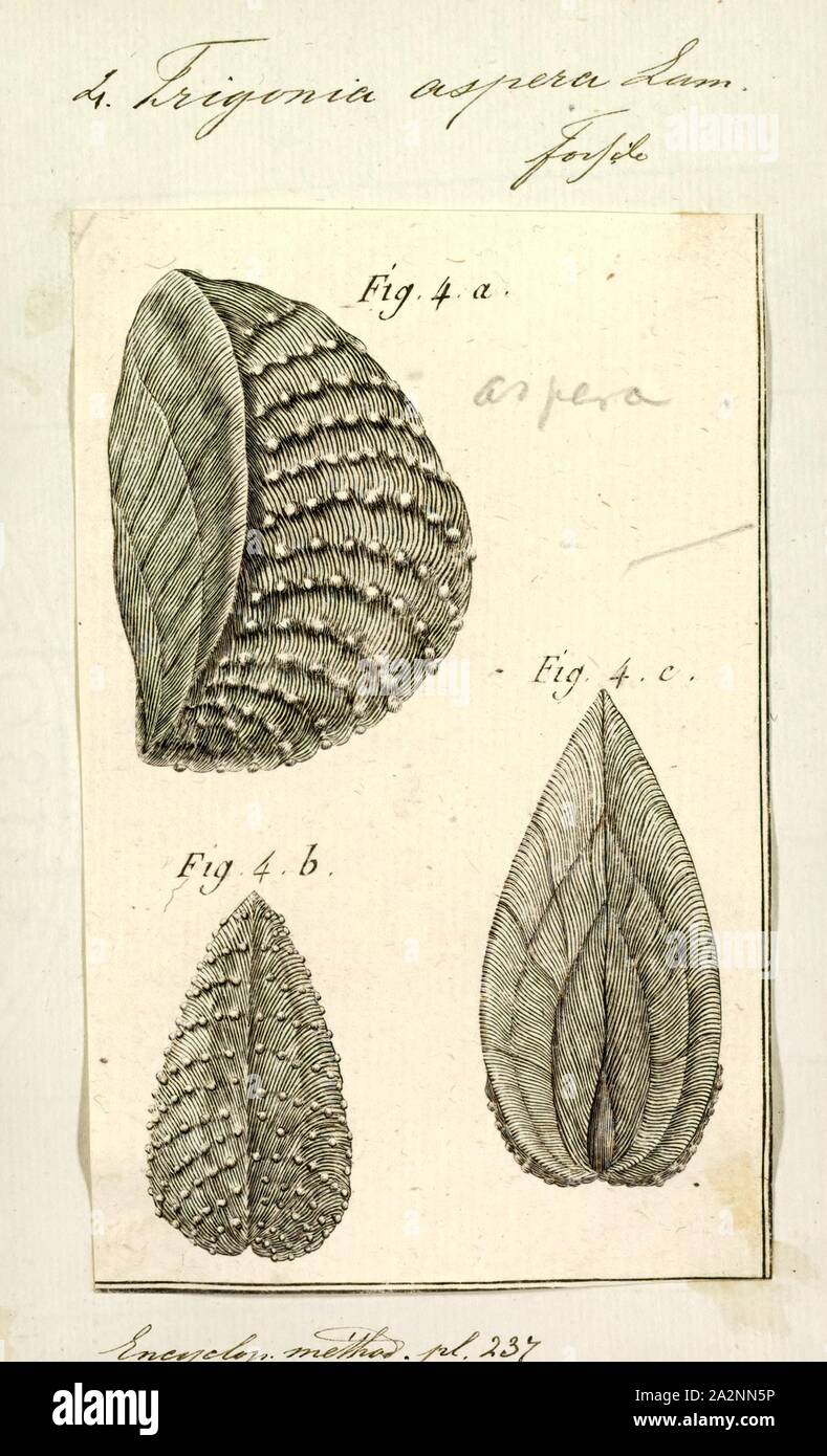 Trigonia aspera immagini e fotografie stock ad alta risoluzione - Alamy