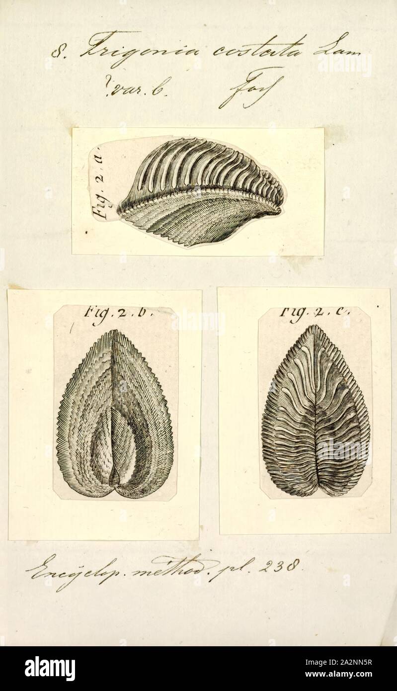 Trigonia costata, Stampa schema di Trigonia costata James Parkinson ...