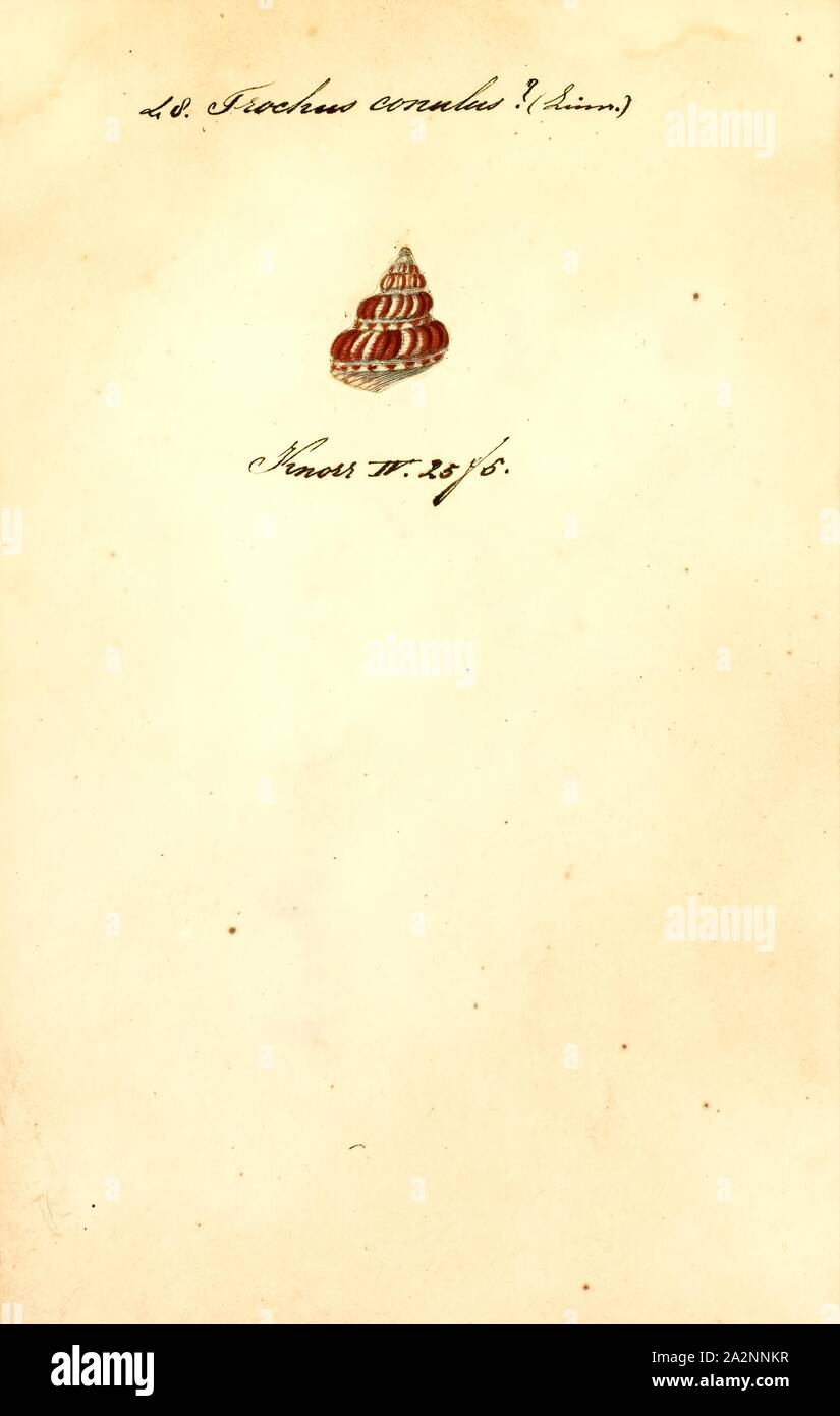 Calliostoma conulus immagini e fotografie stock ad alta risoluzione - Alamy