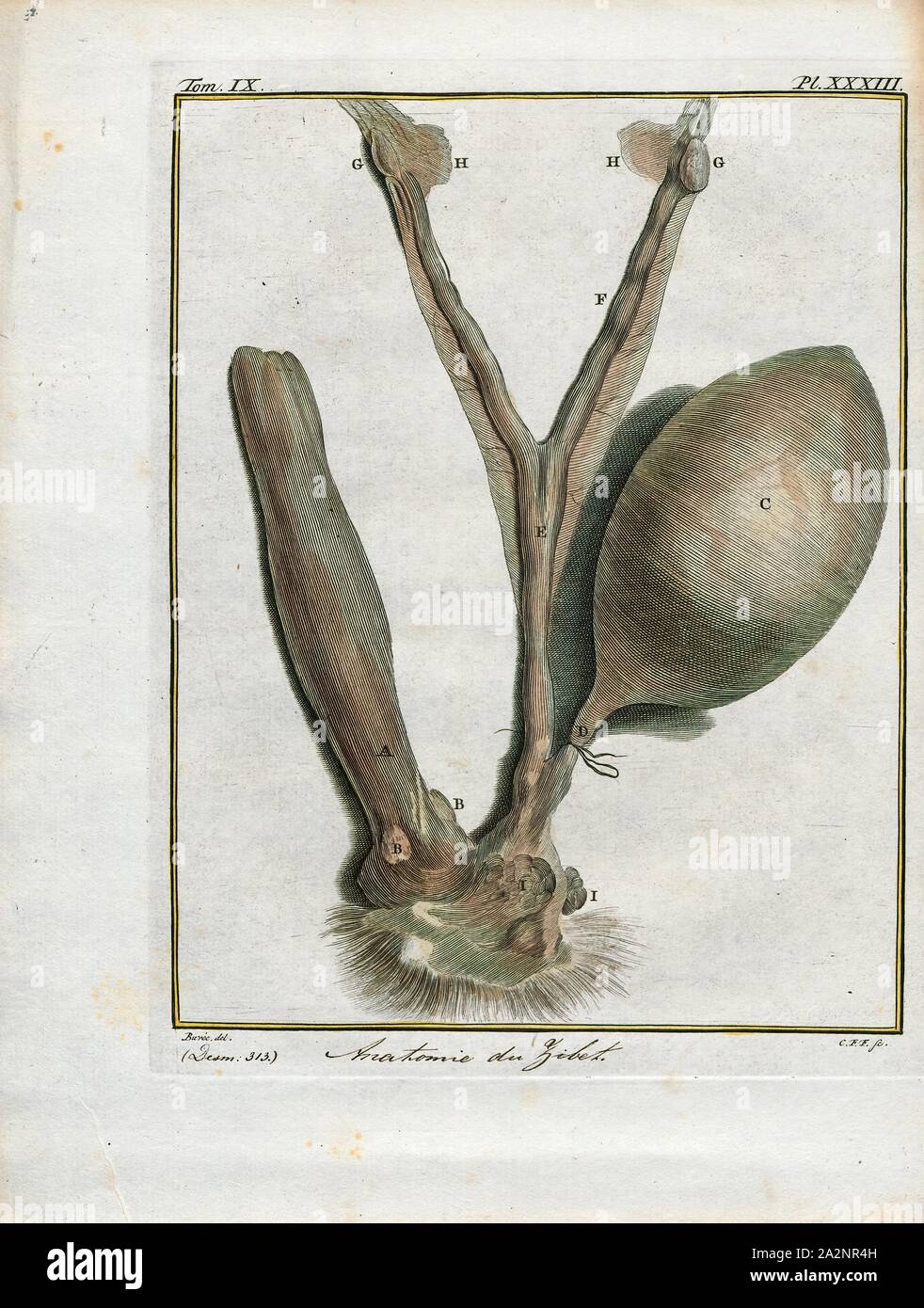 Zibetto nativo immagini e fotografie stock ad alta risoluzione - Alamy