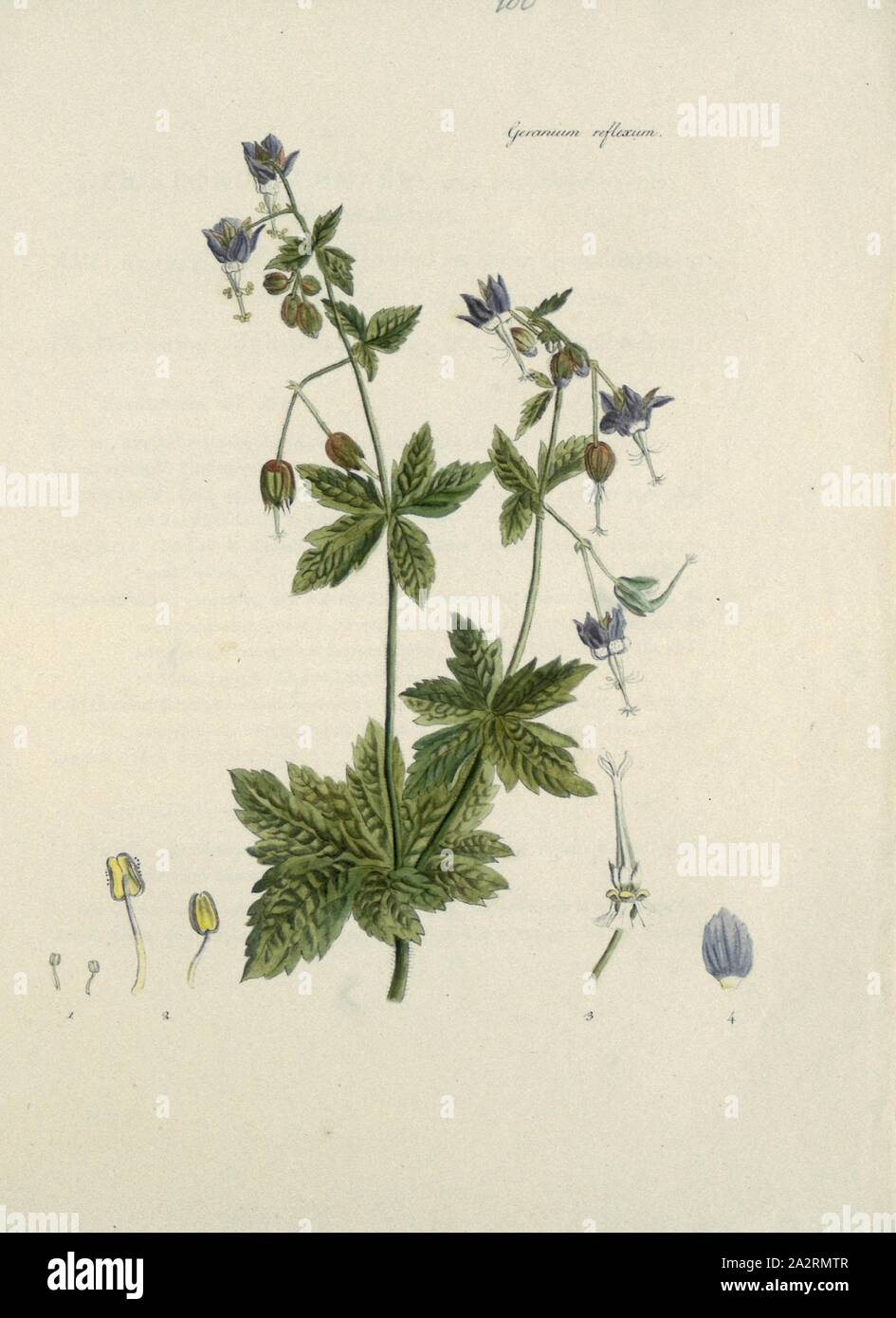 Geranium reflexum, Cranesbill, TAF. 23, p. 100, 1796, [Joseph Philippe ...