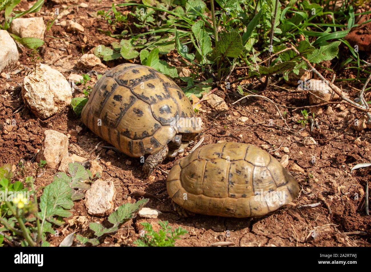 Testudo greco di tartaruga immagini e fotografie stock ad alta ...