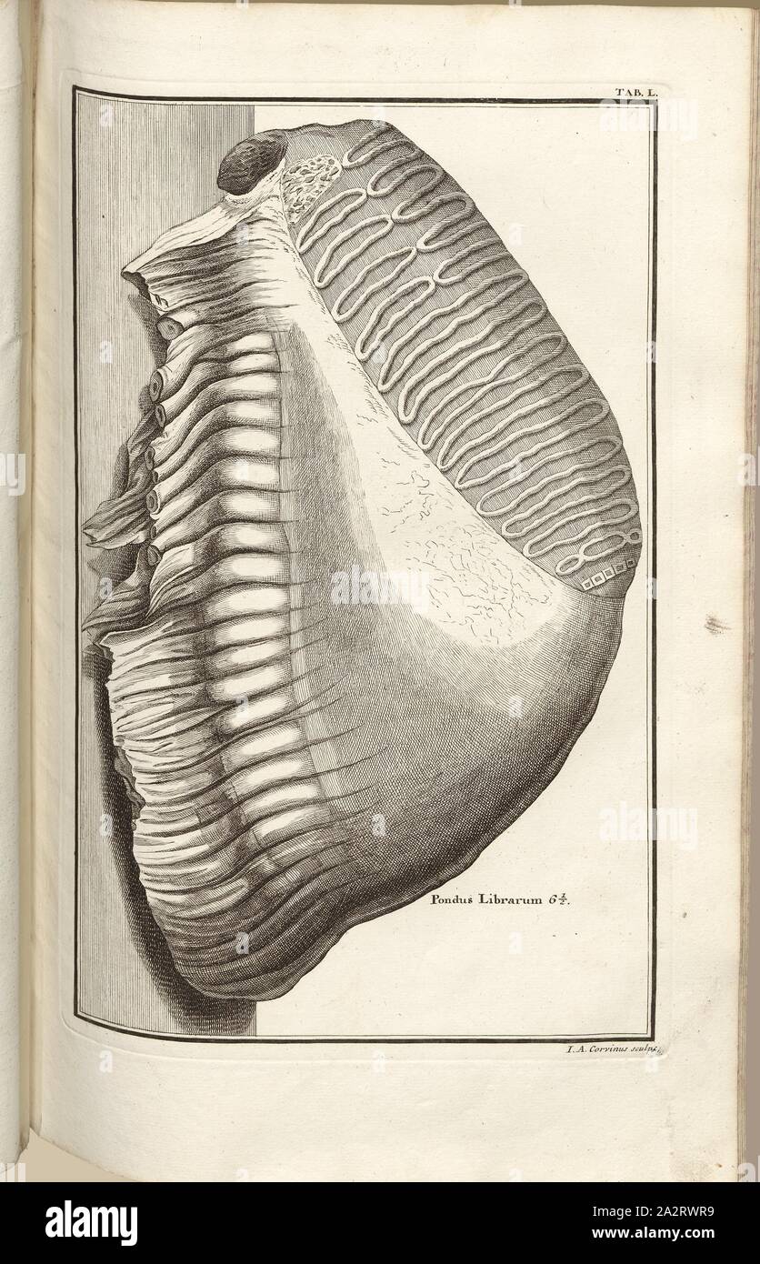 Incisione su rame di l immagini e fotografie stock ad alta risoluzione ...