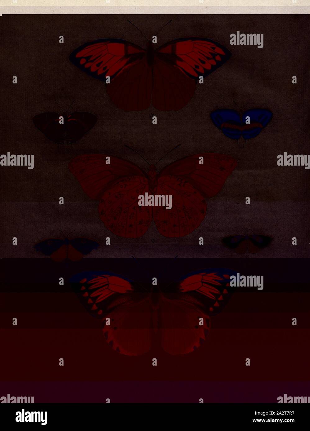 Maschio leucippe immagini e fotografie stock ad alta risoluzione - Alamy