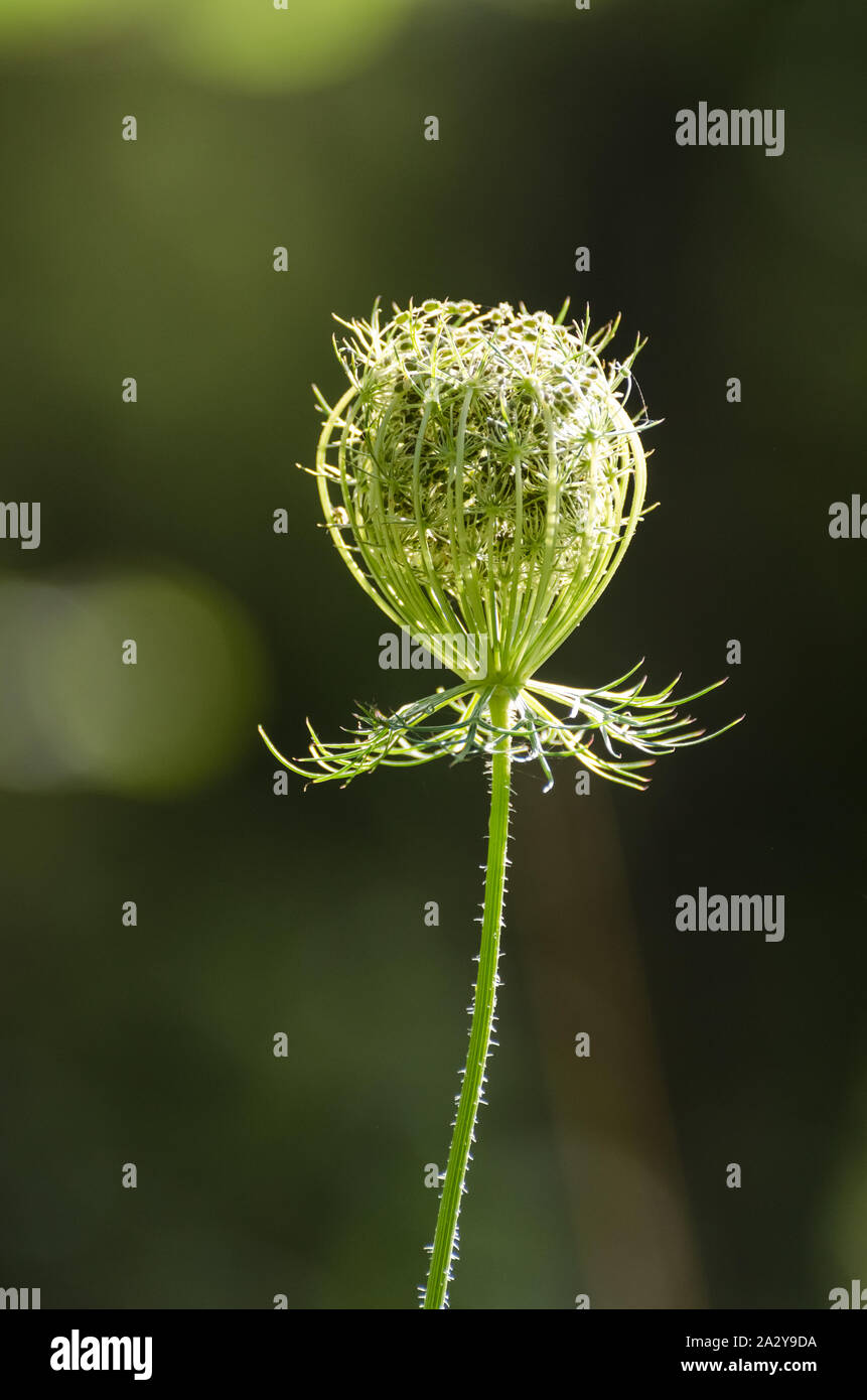 Pianta di carota selvatica immagini e fotografie stock ad alta ...