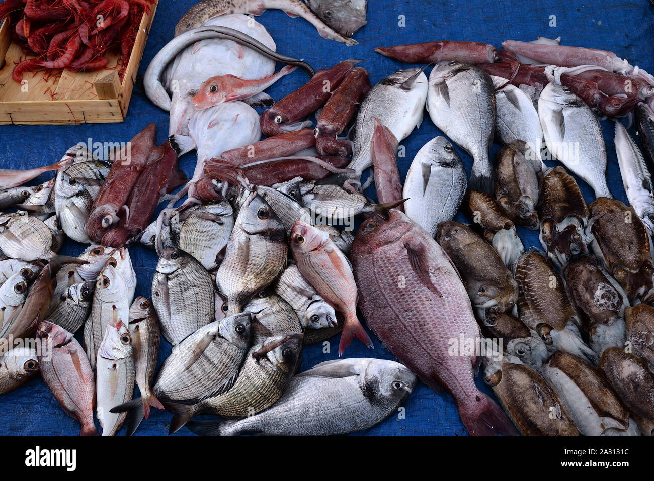 Pesci di cicale di mare immagini e fotografie stock ad alta risoluzione ...