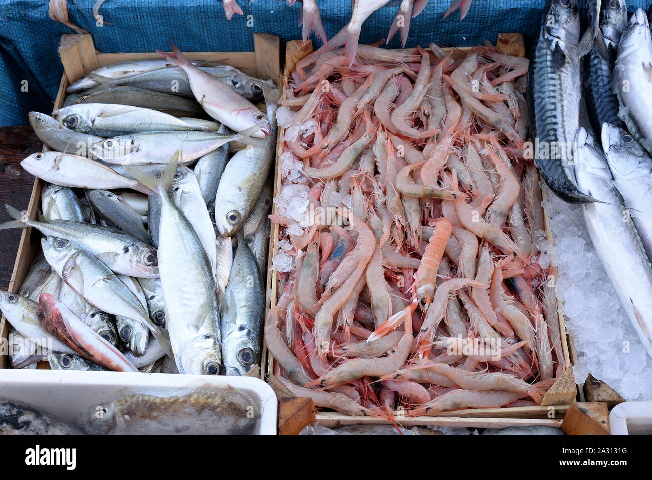 Pesci di cicale di mare immagini e fotografie stock ad alta risoluzione ...