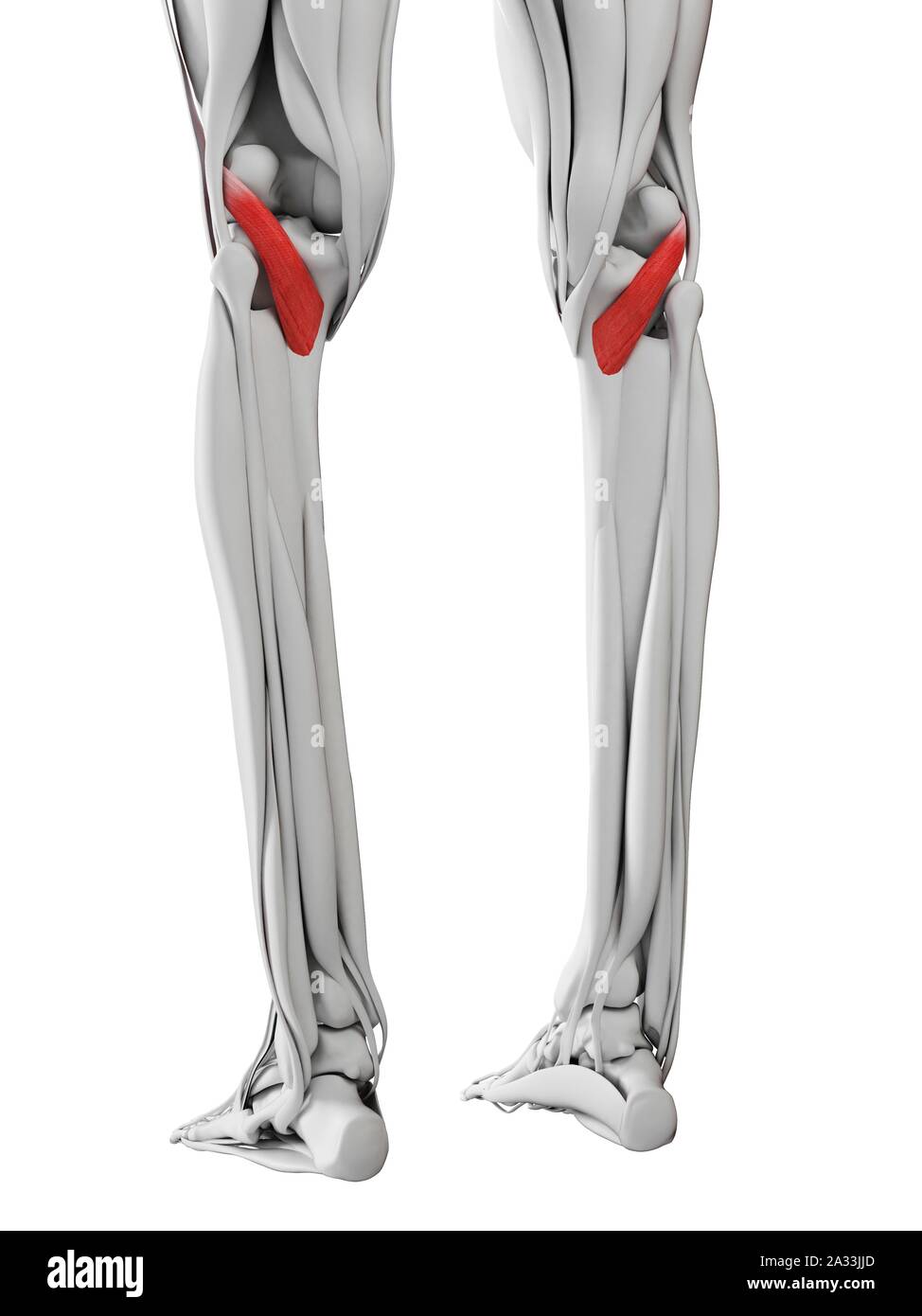 Popliteus muscle Immagini senza sfondo e Foto Stock ritagliate - Alamy