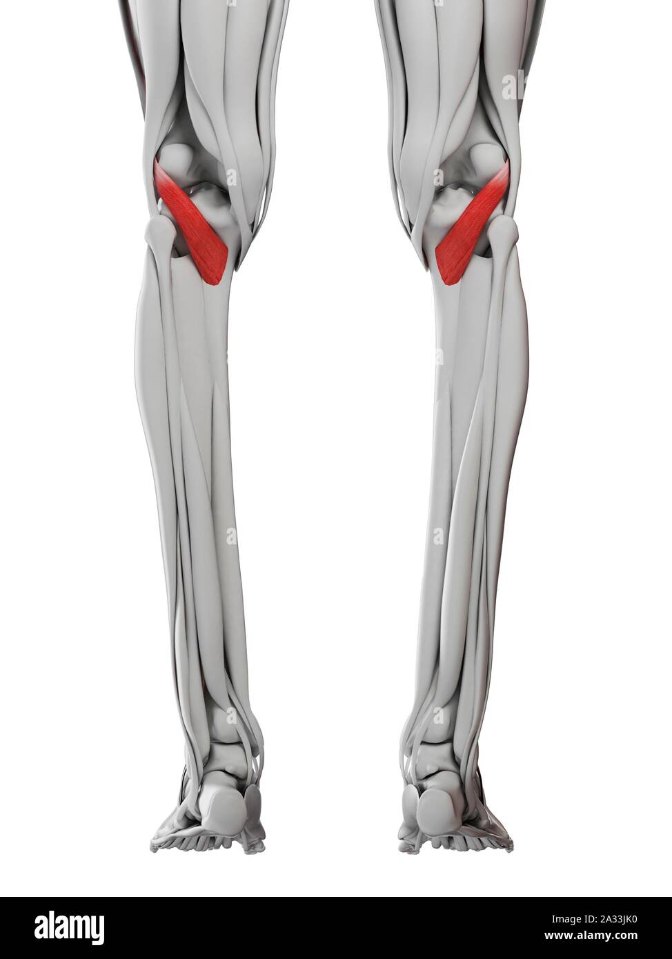 Popliteus muscle Immagini senza sfondo e Foto Stock ritagliate - Alamy