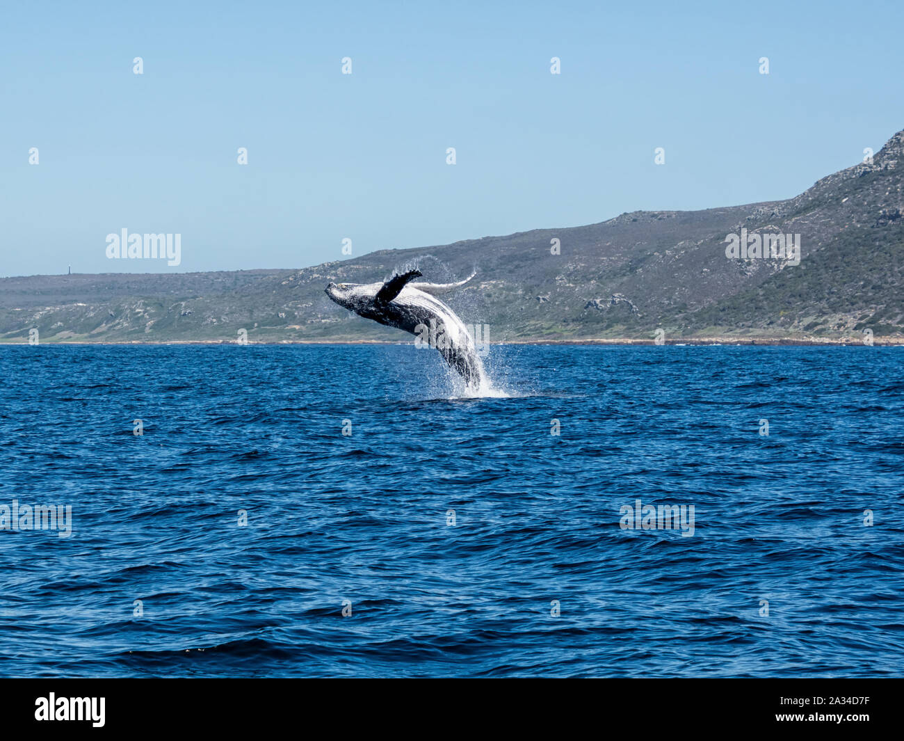 Balena Gigante Immagini e Fotos Stock - Alamy