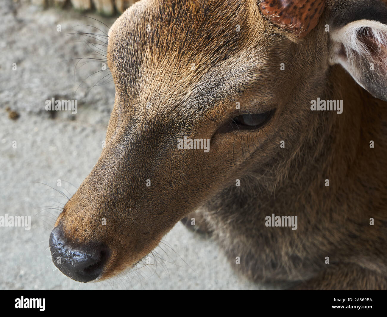 Cervo giappone immagini e fotografie stock ad alta risoluzione - Alamy