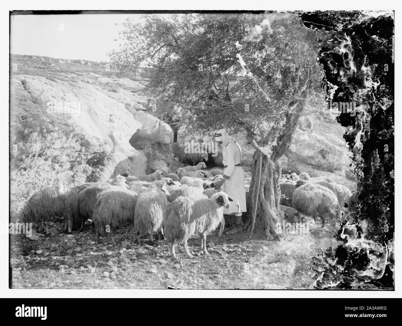 Pastori e pecore Immagini senza sfondo e Foto Stock ritagliate - Alamy