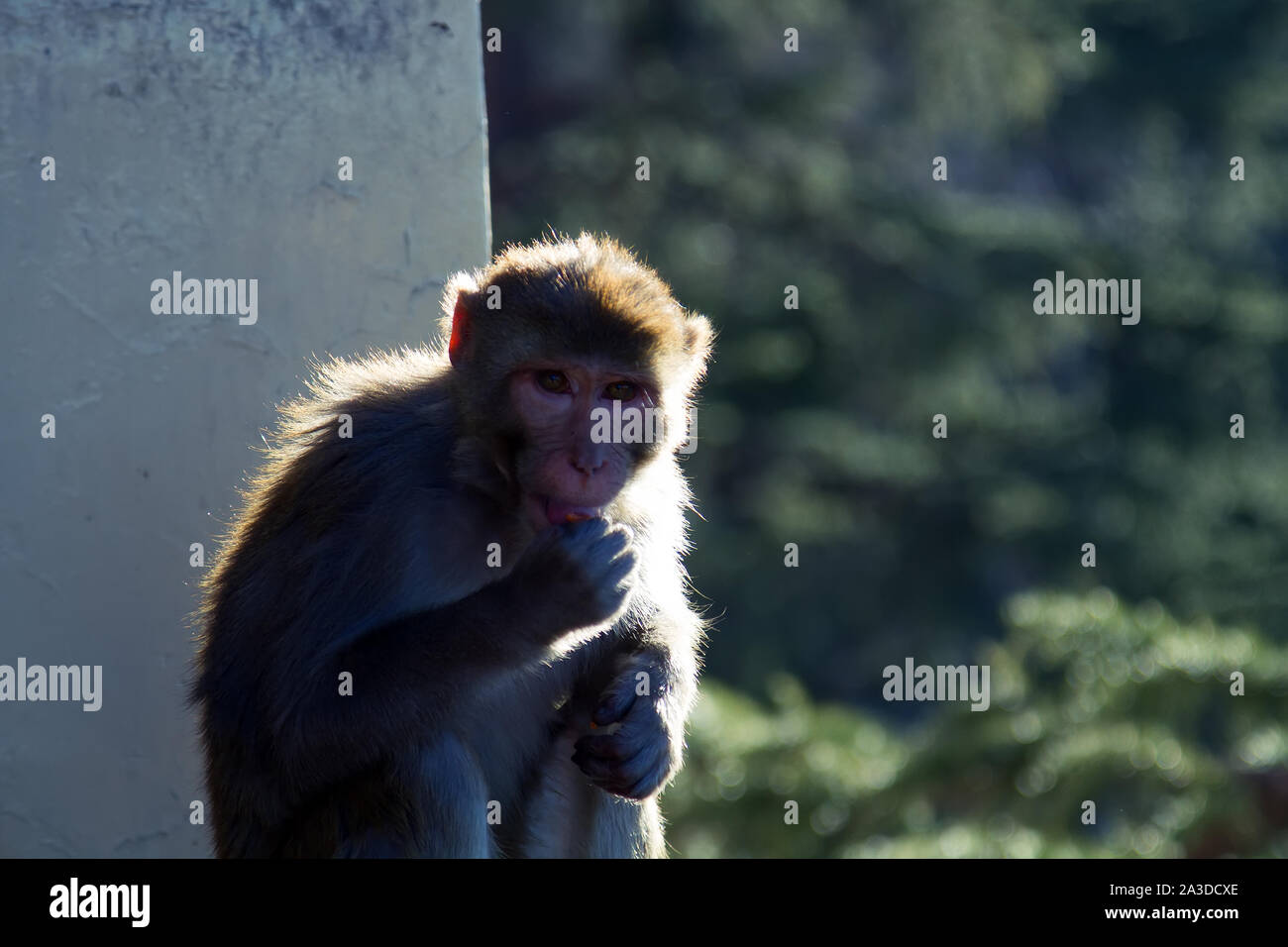 Gesto facciale macaco immagini e fotografie stock ad alta risoluzione ...