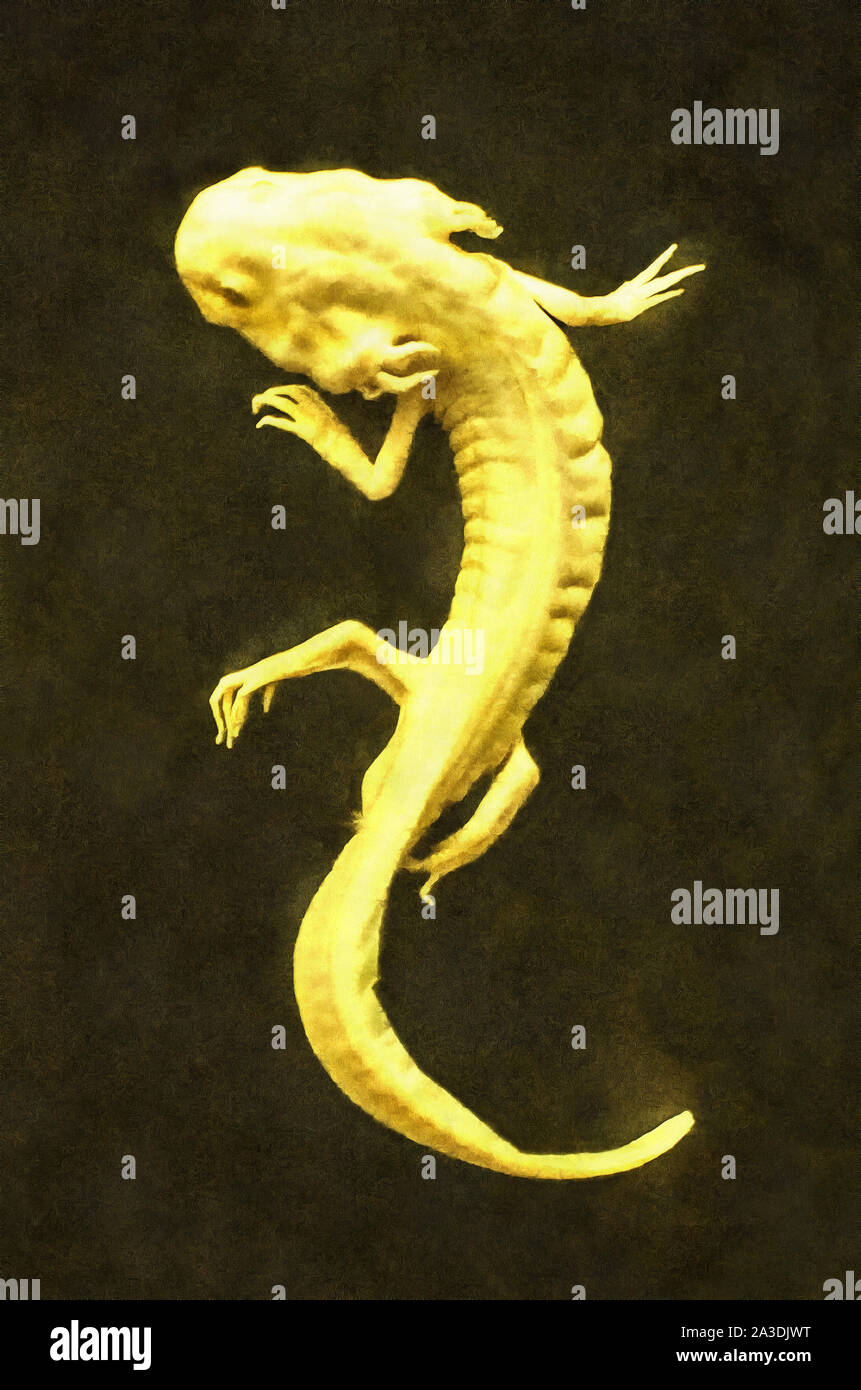 Immagini Axolotl Immagini e Fotos Stock - Alamy