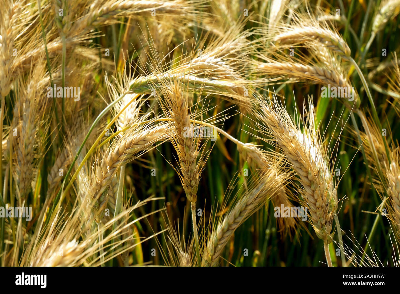 Pianta di grano campo scena di sfondo. La natura del paesaggio. Golden ...