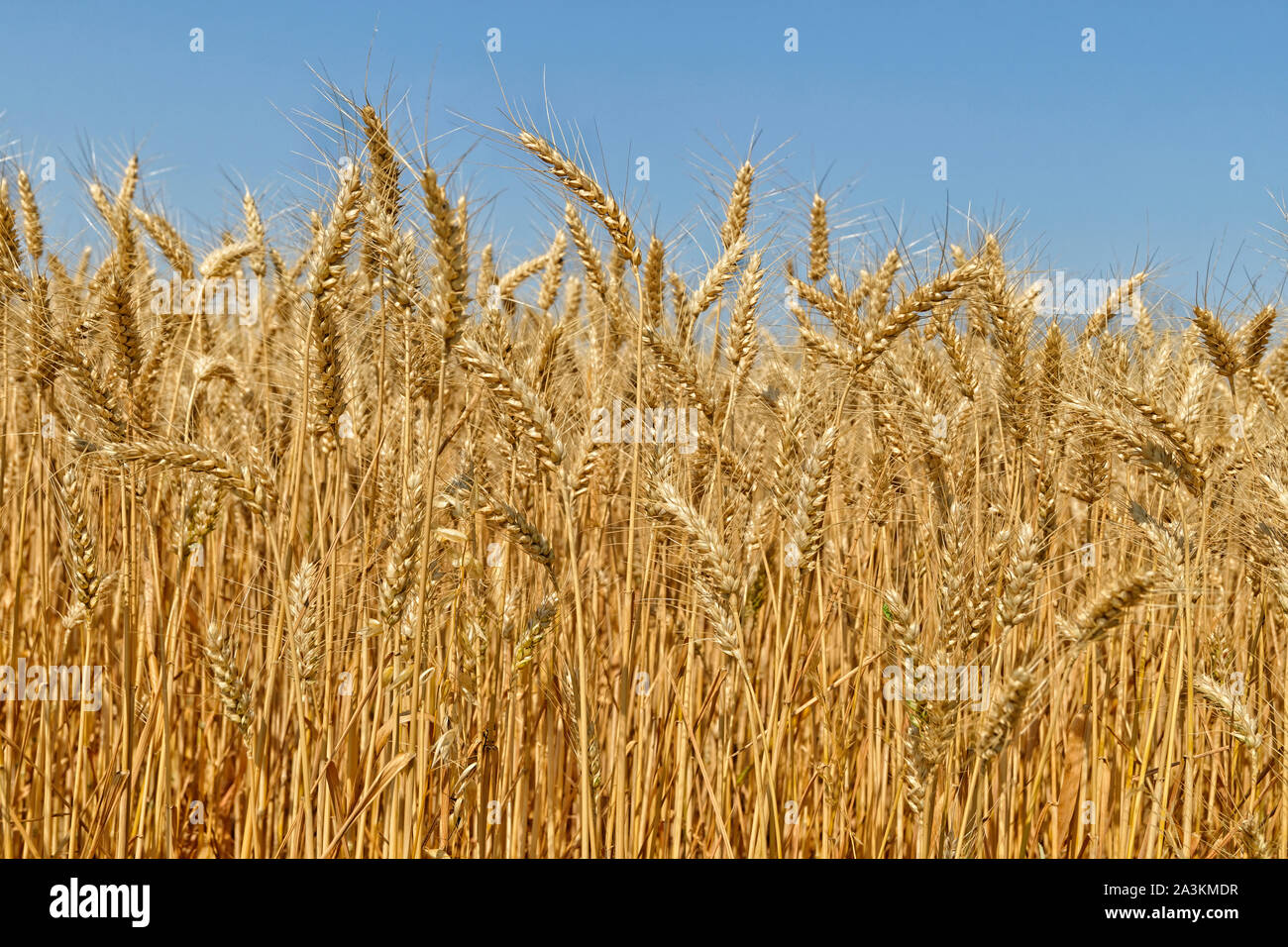 Coltura del grano a maturazione immagini e fotografie stock ad alta ...