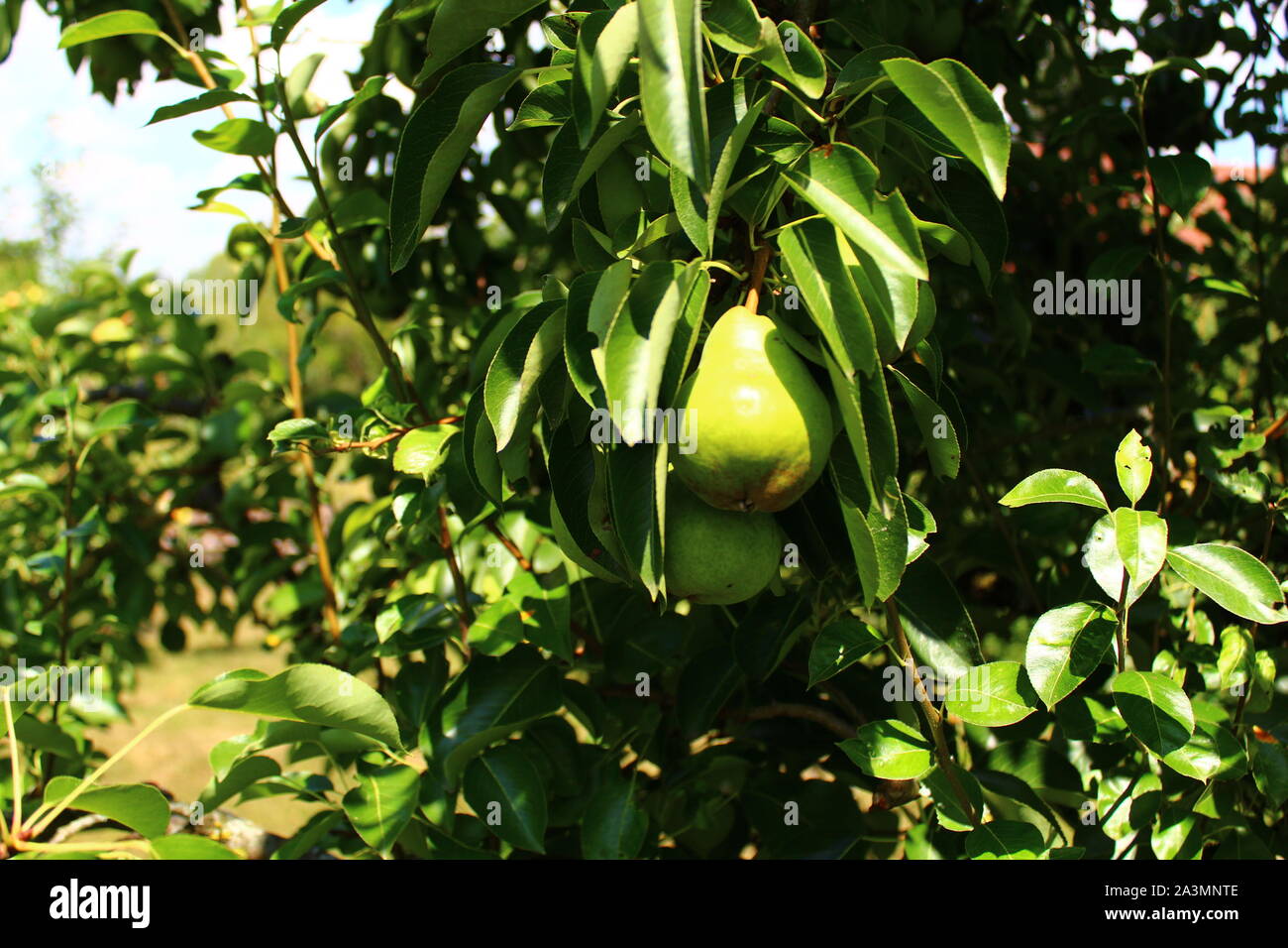 Pere in giardino immagini e fotografie stock ad alta risoluzione - Alamy