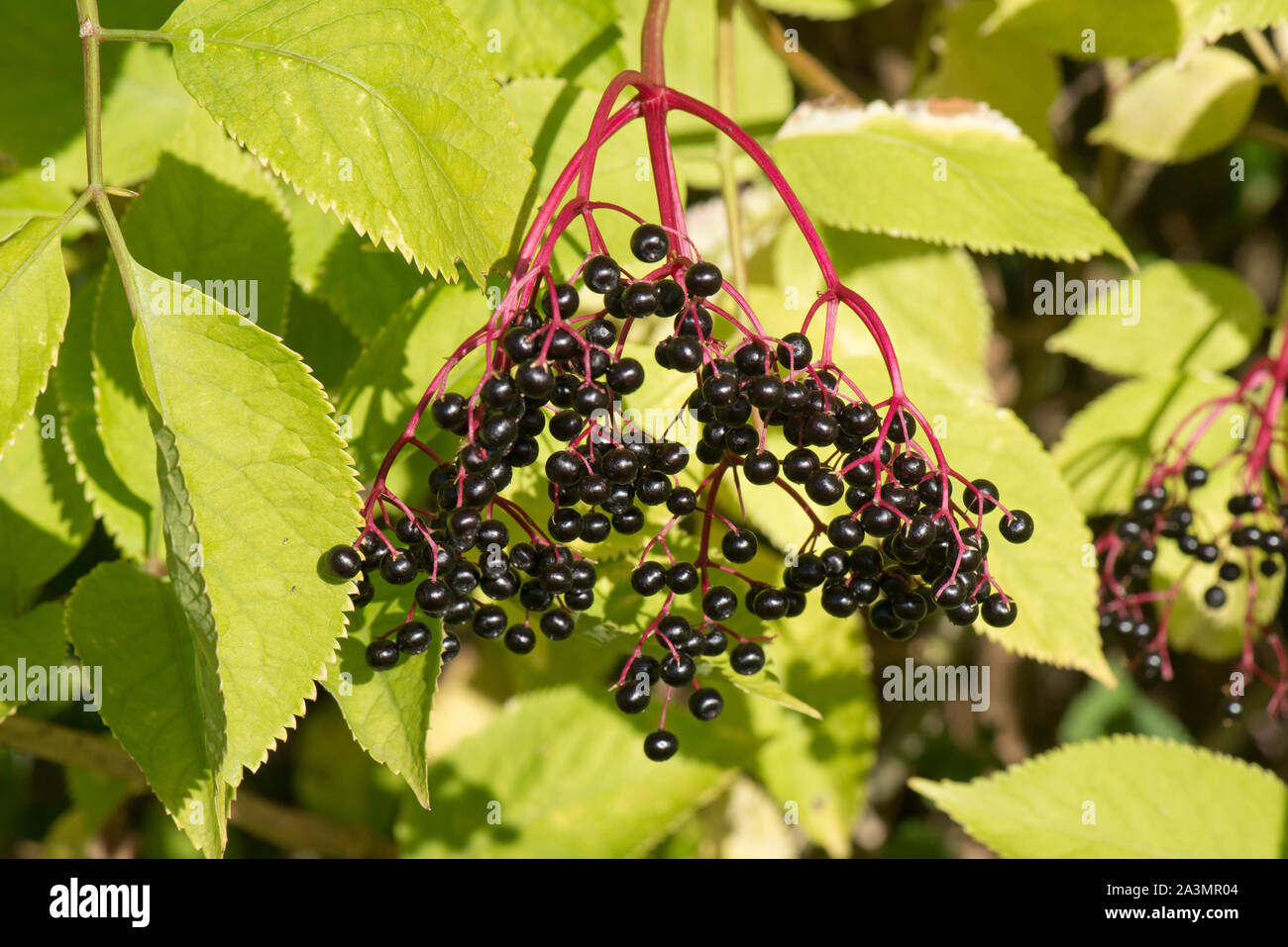 Sambuscus nigra immagini e fotografie stock ad alta risoluzione - Alamy