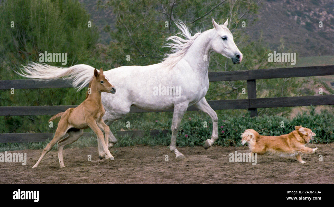 Piccolo cane da dietro immagini e fotografie stock ad alta risoluzione ...