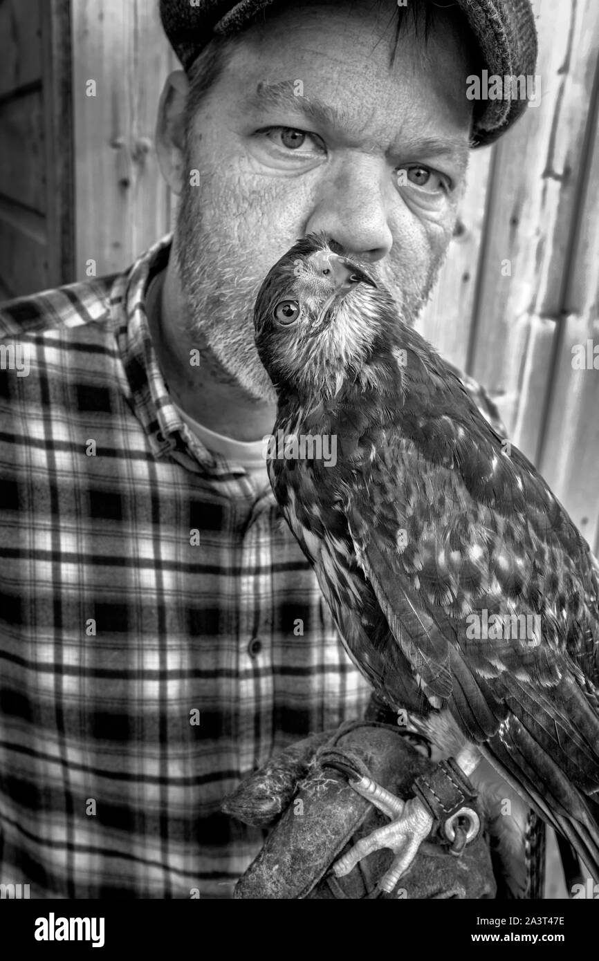 Harris hawk Foto e Immagini Stock in Bianco e Nero - Alamy