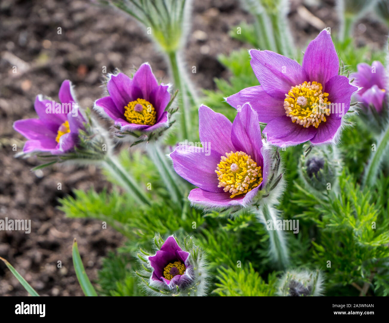 Fiore di anemone di mucca immagini e fotografie stock ad alta ...