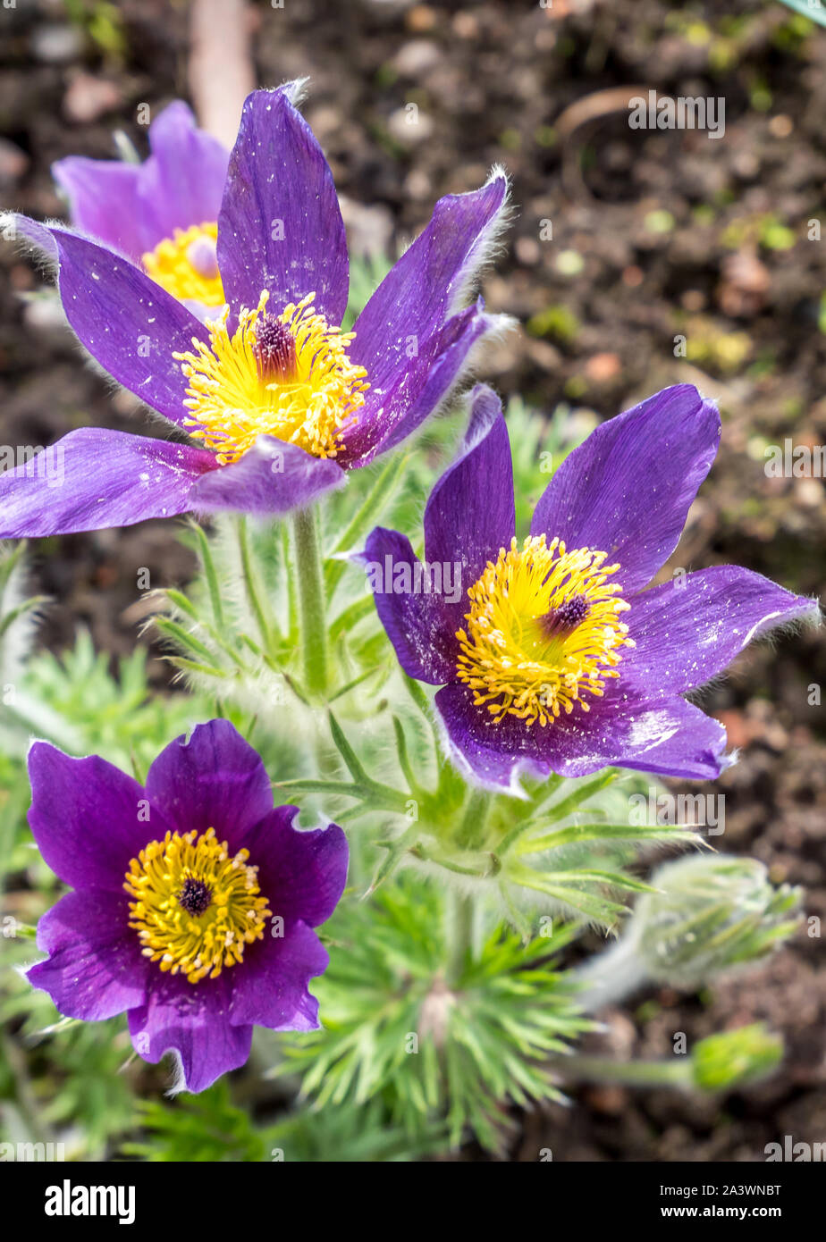 Fiore di anemone di mucca immagini e fotografie stock ad alta ...