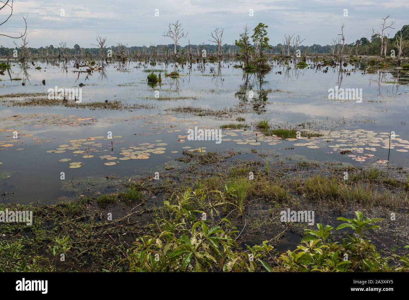 Piante nelle paludi immagini e fotografie stock ad alta risoluzione - Alamy