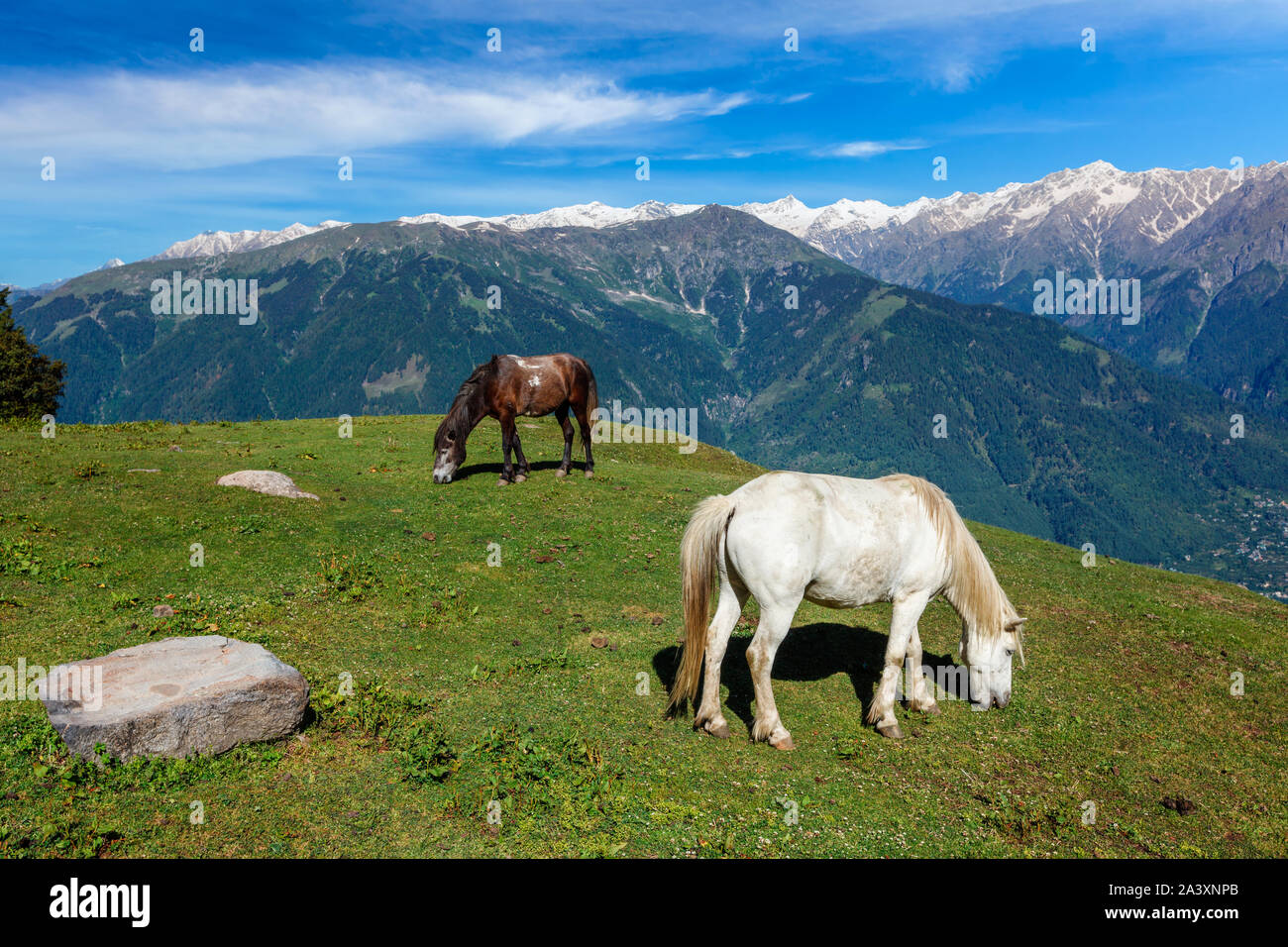 Pascolo e montagne immagini e fotografie stock ad alta risoluzione - Alamy