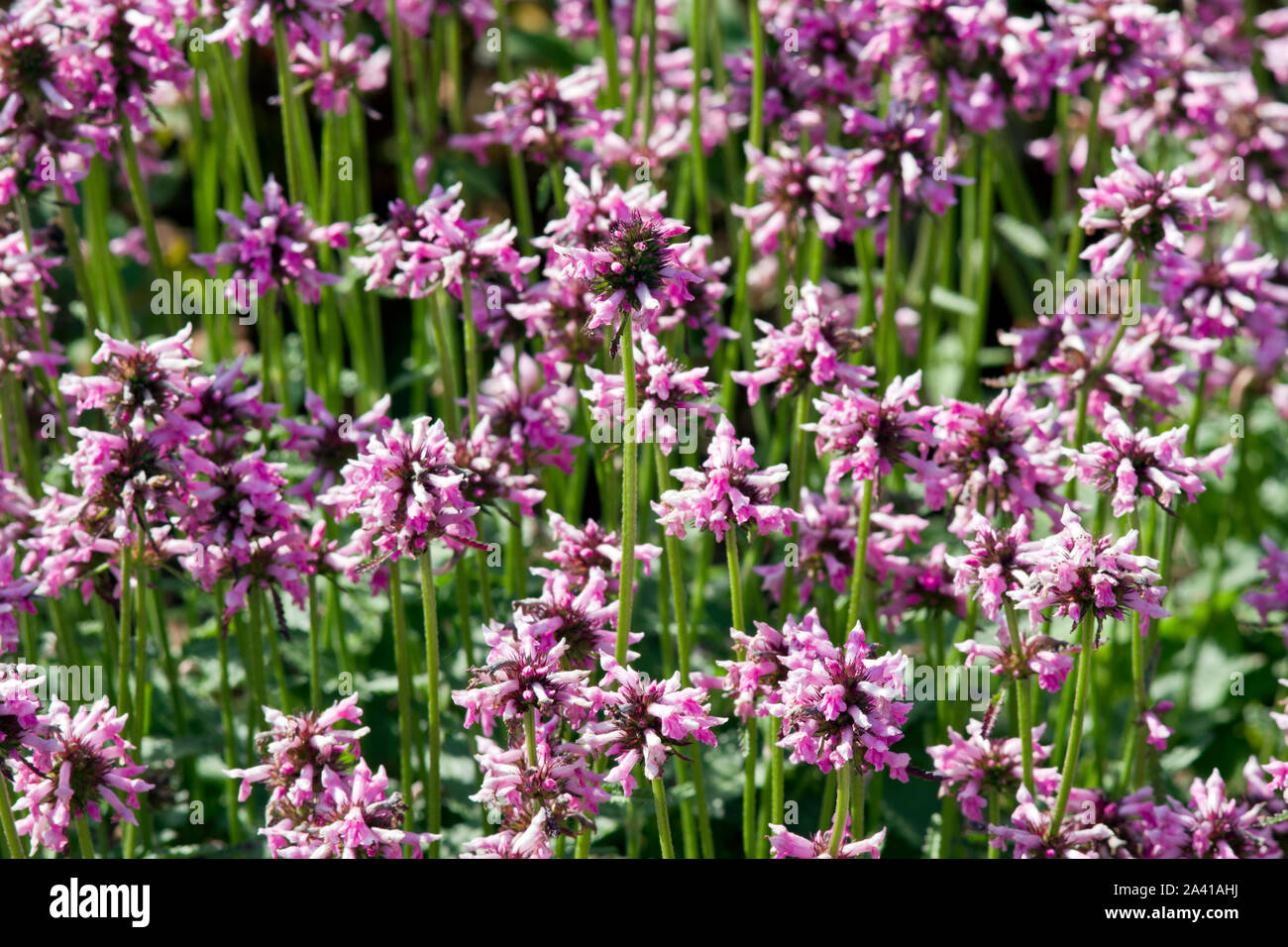 Stachys officinalis immagini e fotografie stock ad alta risoluzione - Alamy
