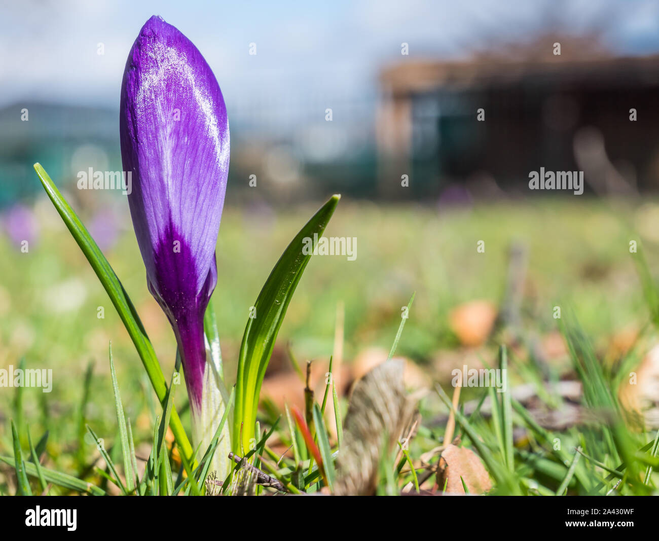 Croco fresco immagini e fotografie stock ad alta risoluzione - Alamy