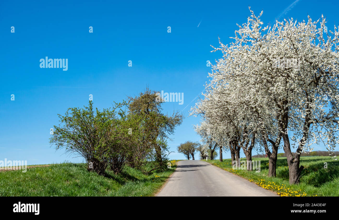 Strada di terra battuta in primavera immagini e fotografie stock ad ...